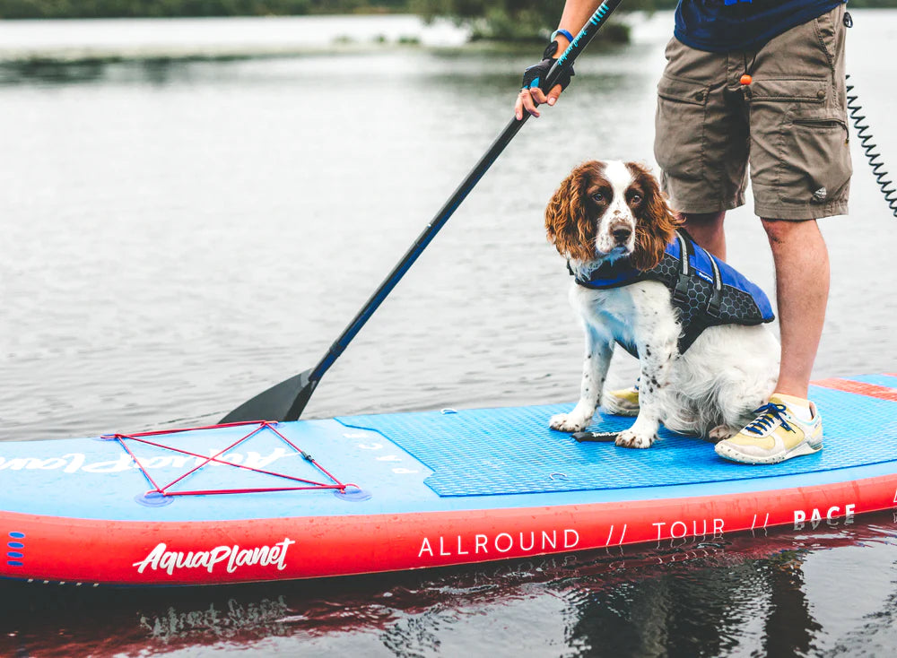 A Complete Guide To Paddle Boarding With Dogs – Aquaplanet Australia